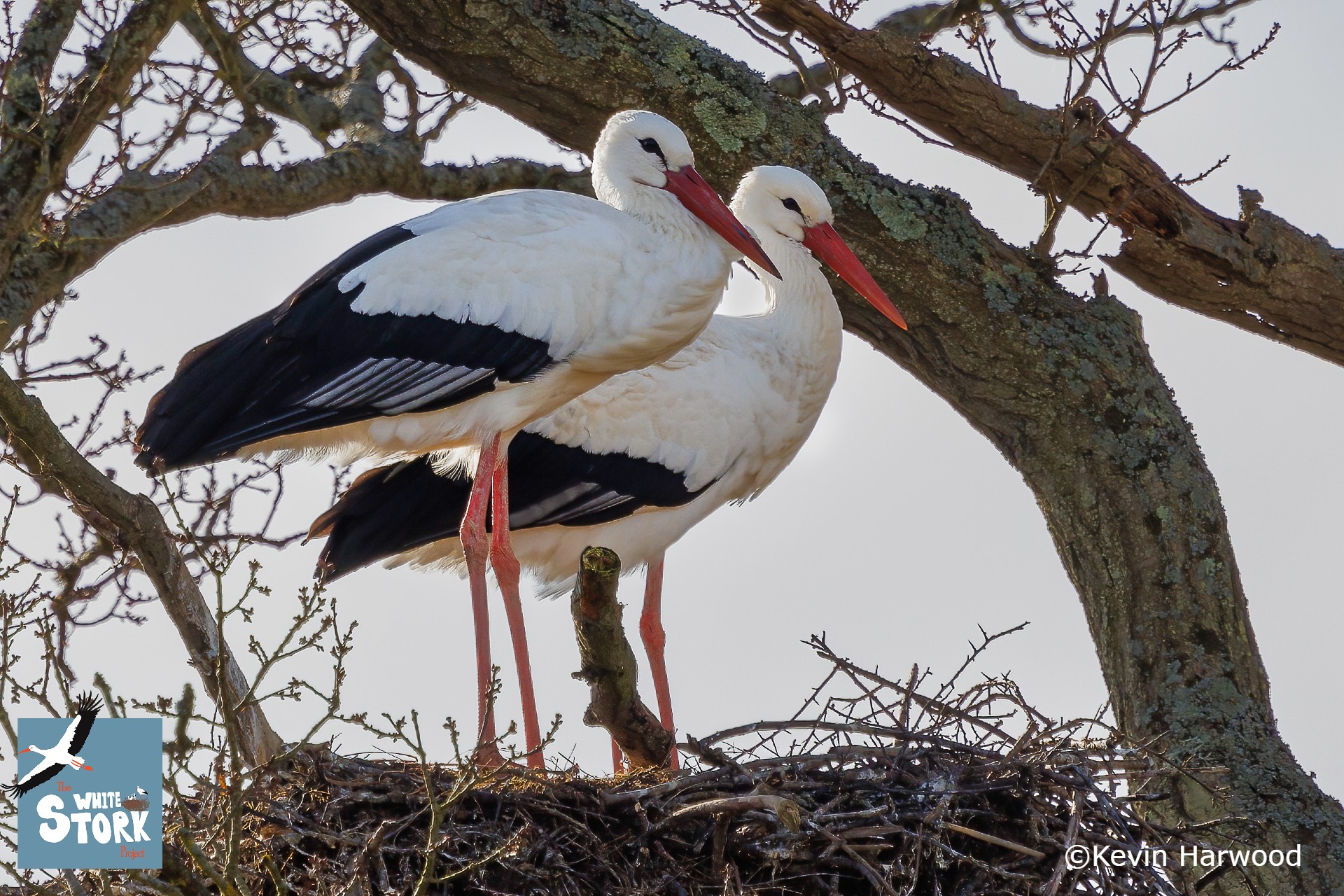 Blog: Reintroducing White Storks | BIAZA